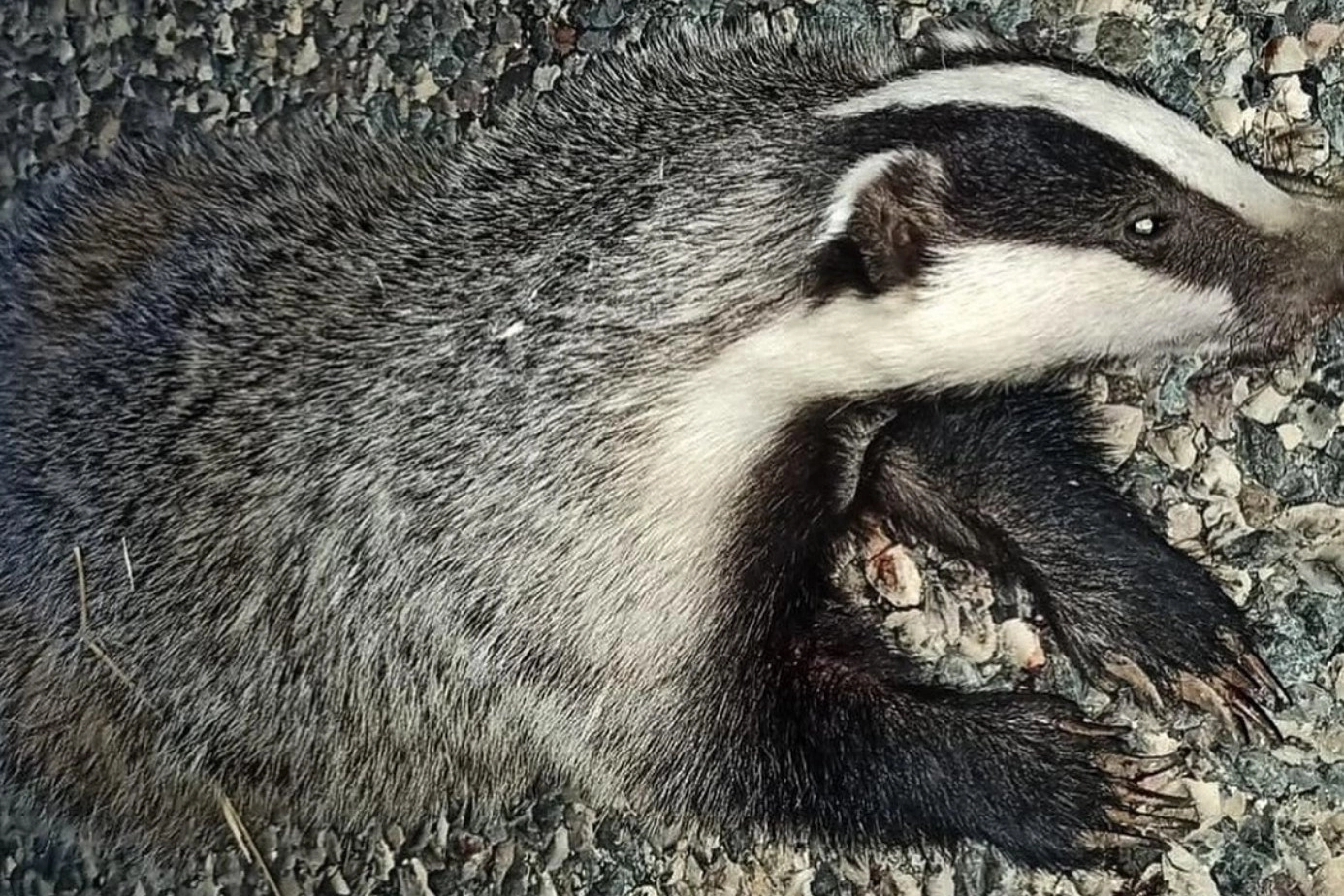 Porsuk, Adıyaman'da telef oldu - Bayburt Postası